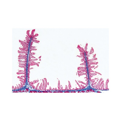 3B Scientific Human Histology Slides | Health and Care